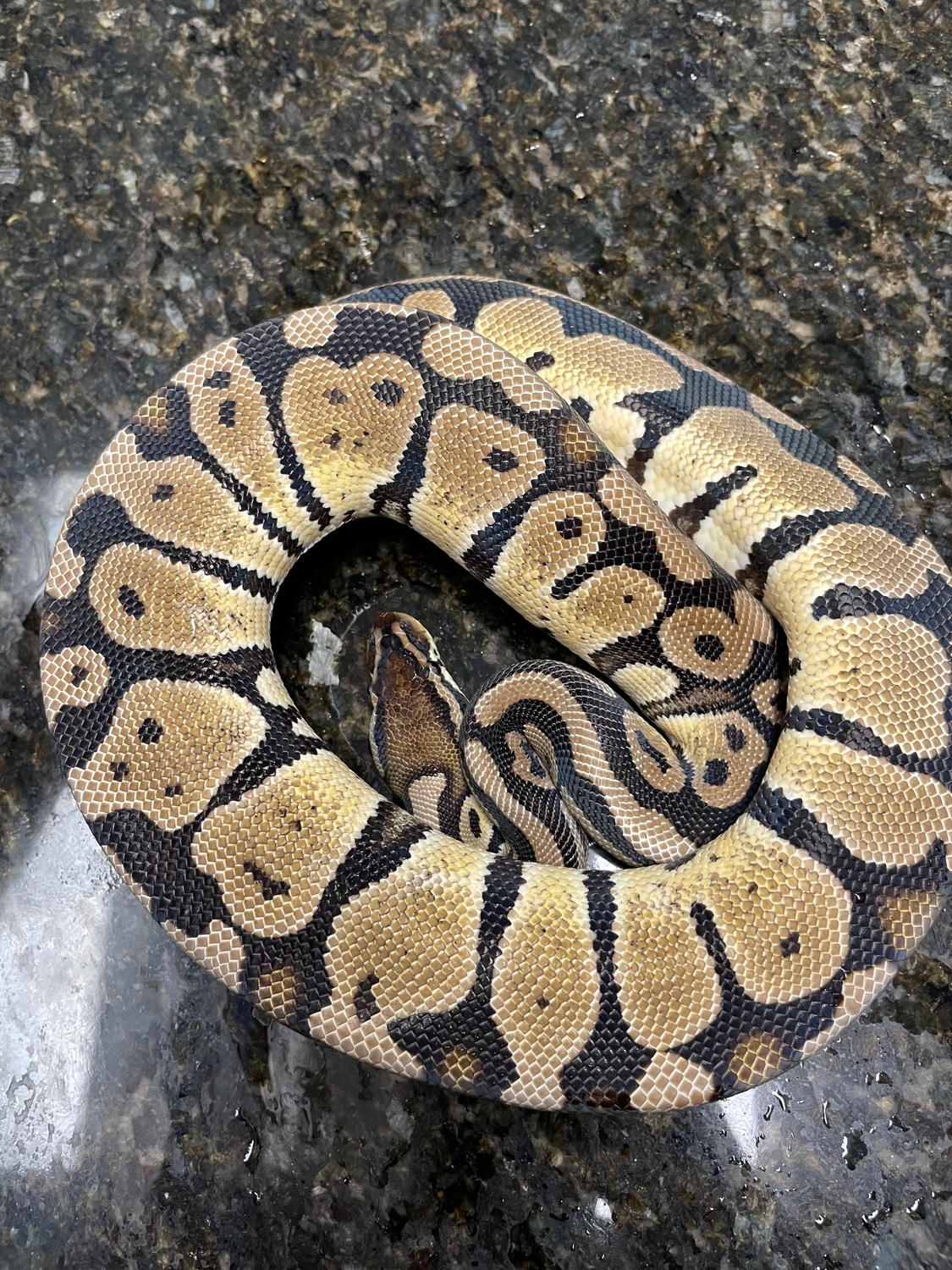 Pastel Enchi Ball Python by Lightning Morphs - MorphMarket
