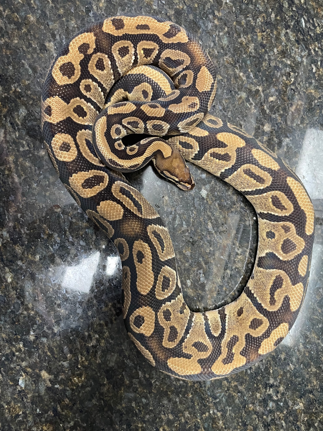 Vanilla Ball Python by Lightning Morphs - MorphMarket
