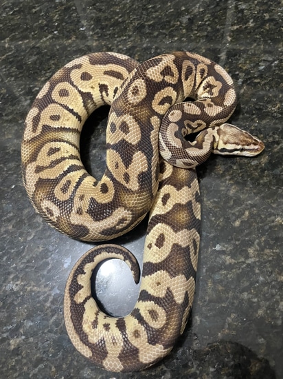 Pastel Disco Het Clown Ball Python by Lightning Morphs
