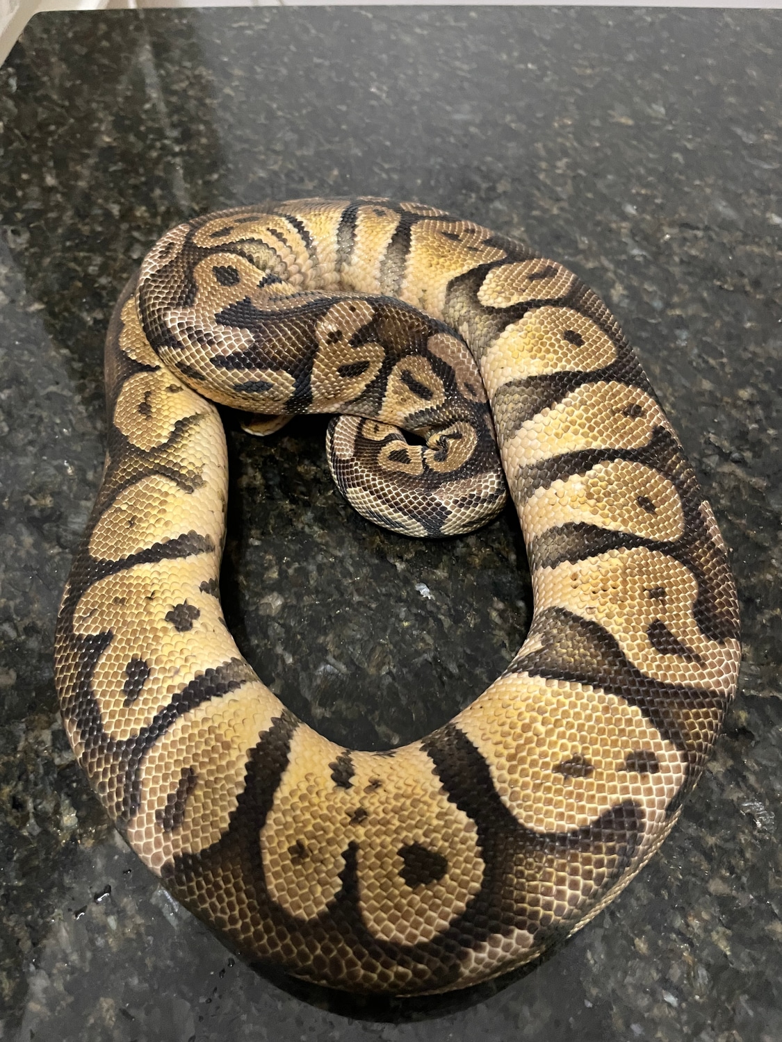 Pastel Yellow Belly Ball Python by Lightning Morphs - MorphMarket