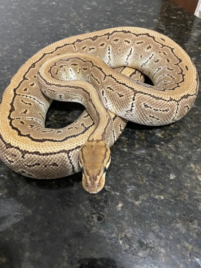 Mojave Pinstripe Ball Python by Lightning Morphs