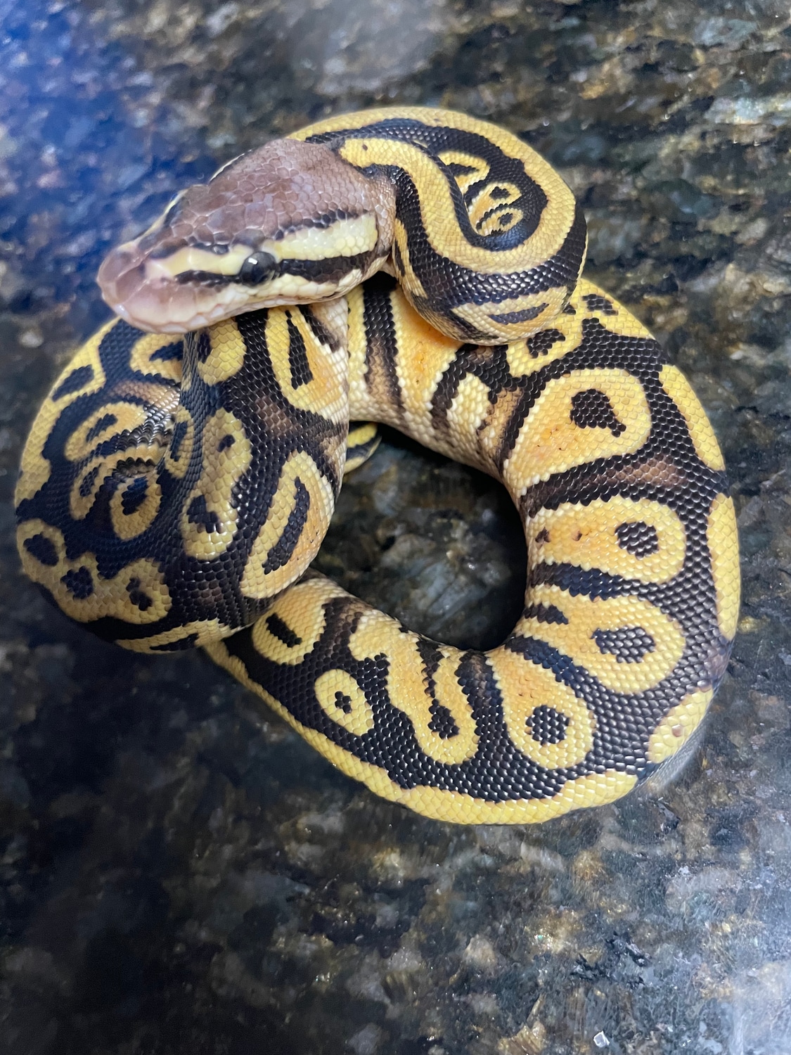 Cypress Pastel Yellowbelly Ball Python by Lightning Morphs - MorphMarket