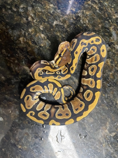 Cypress Yellowbelly Ball Python by Lightning Morphs