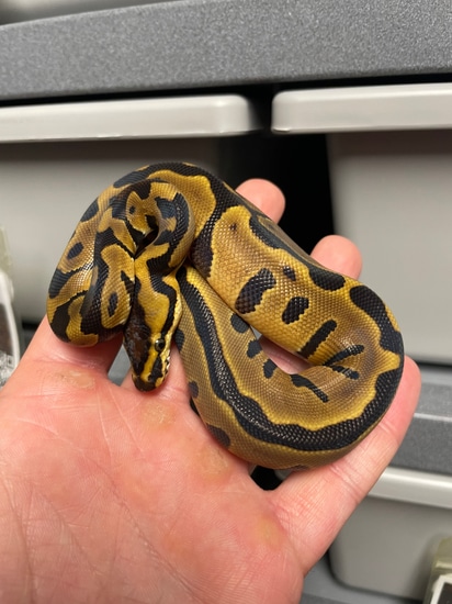 Super Enchi Leopard Het Clown 50% Het Pied Ball Python by Lightning Morphs