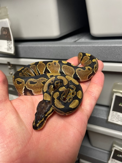 Adder Ball Python by Lightning Morphs