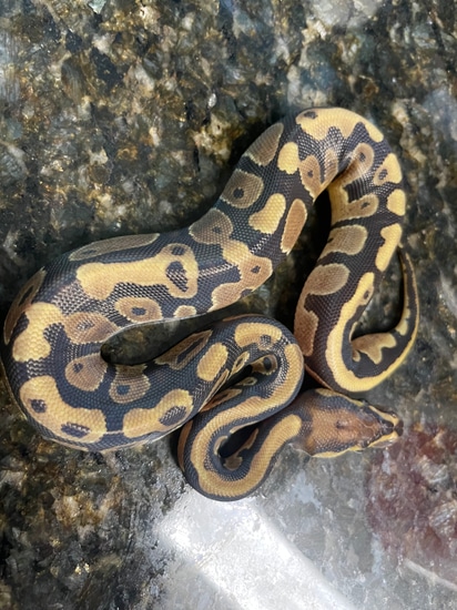 Het Pied Ball Python by Lightning Morphs