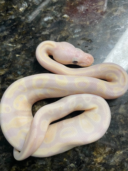 Super Banana Het Pied Ball Python by Lightning Morphs
