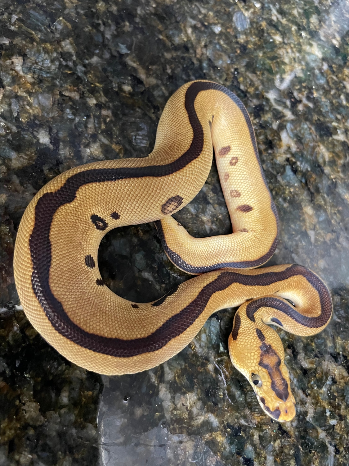 Enchi Leopard Blade Clown 50% Het Pied Ball Python by Lightning Morphs ...