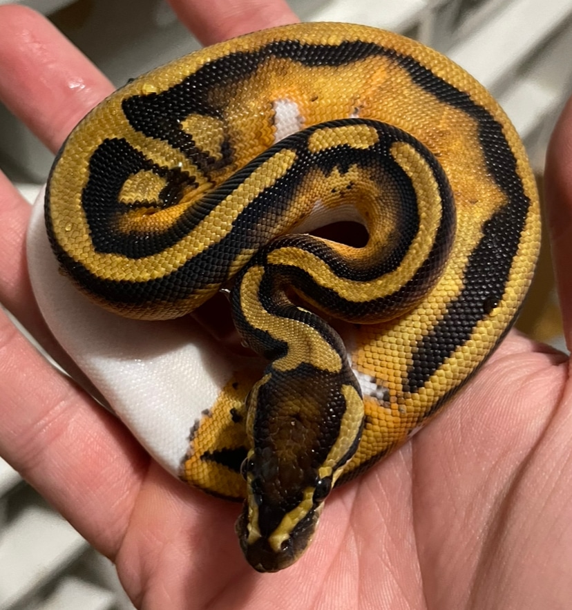 Enchi Blade Pied Het Clown Het Ultramel Ball Python by Lightning Morphs ...