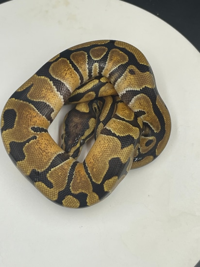 Enchi Het Clown Ball Python by Lightning Morphs
