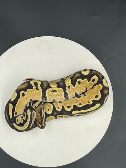 OD Fire Het Pied (Poss YB) Ball Python by Lightning Morphs