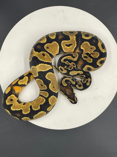 Orange Dream Fire Yellow Belly Het Pied Ball Python by Lightning Morphs