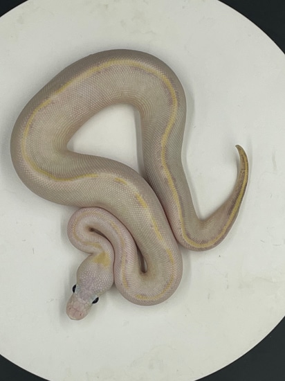 Ivory Black Pastel Ball Python by Lightning Morphs