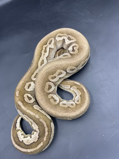 Pewter Mojave Ball Python by Lightning Morphs