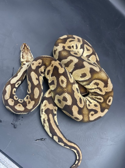 Pastel Disco Het Clown Ball Python by Lightning Morphs