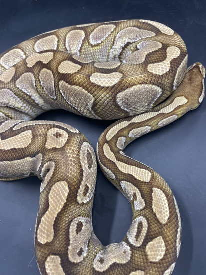 Mojave Proven 9-10 Egg Layer Ball Python by Lightning Morphs