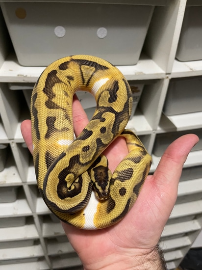 1.2 Pied Combo Het Clown Het Ultramel Ball Python by Lightning Morphs