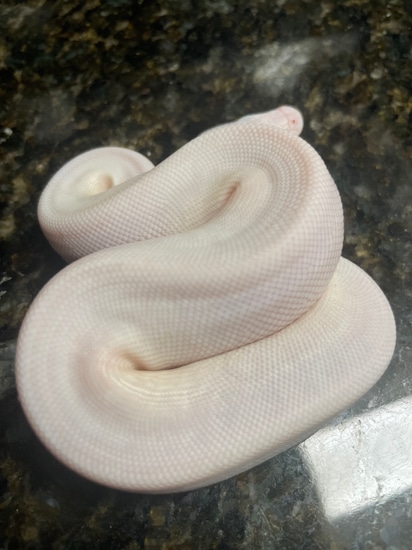 Bamboo Butter Banana Pastel Pinstripe Het VPI Ball Python by Lightning ...
