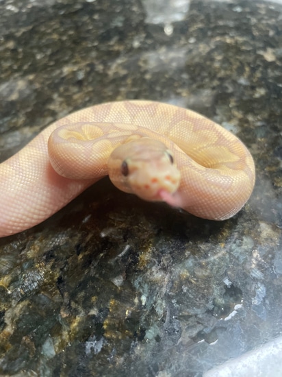 Banana Bamboo Poss YB Het VPI Ball Python by Lightning Morphs