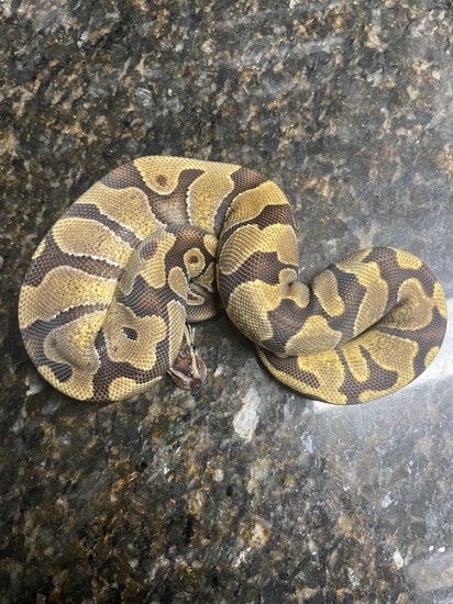 Enchi Het VPI Ball Python by Lightning Morphs