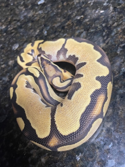 Orange Dream Fire Yellowbelly Het Pied Het Hypo Ball Python by ...
