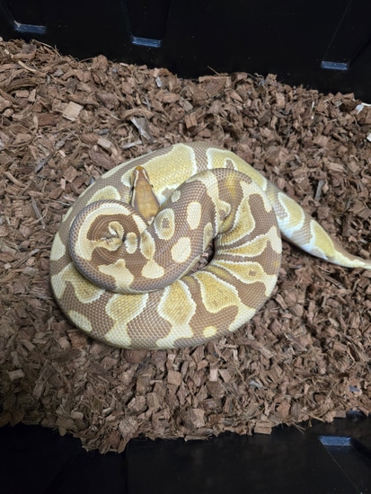 Chocolate Ultramel Ball Python by Lightning Morphs