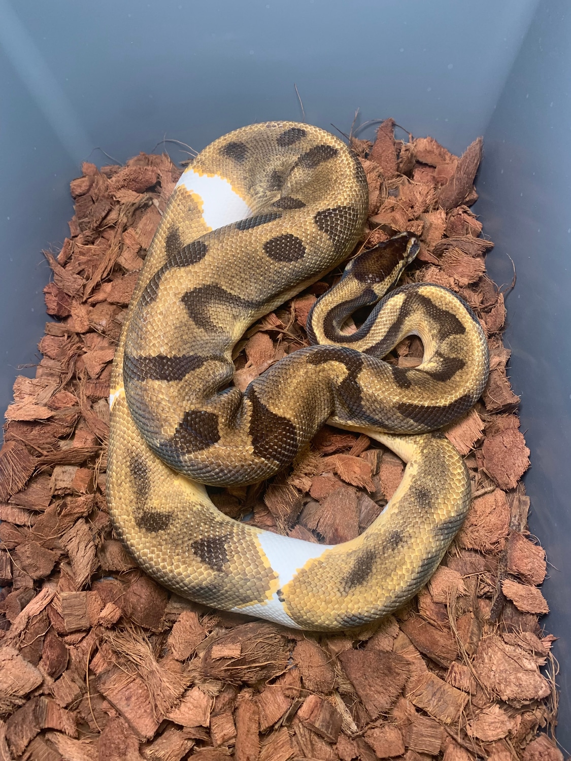 Enchi Pied Ball Python by Elegant Anomaly Reptiles - MorphMarket