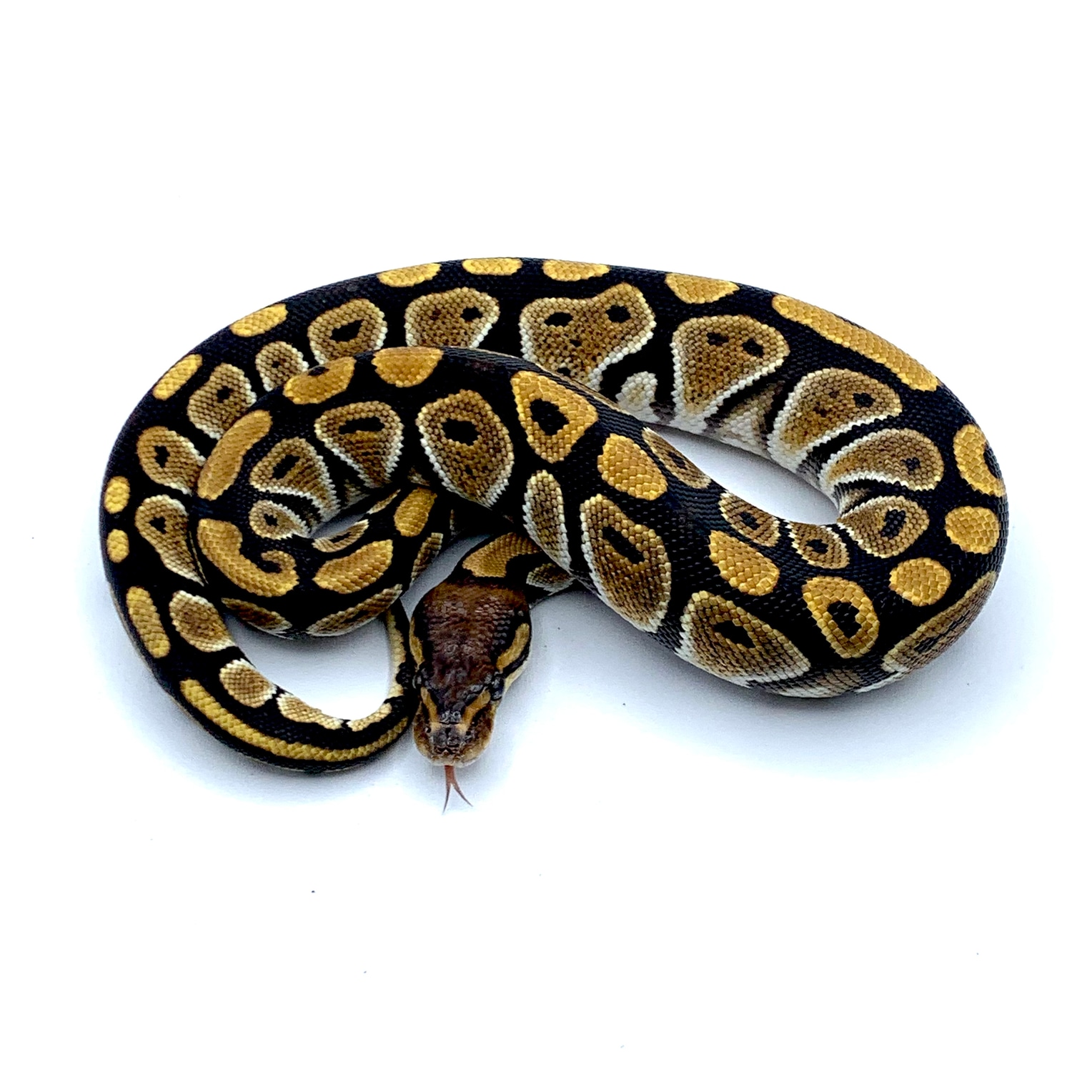 Cypress Het Desert Ghost Ball Python by Elegant Anomaly Reptiles ...
