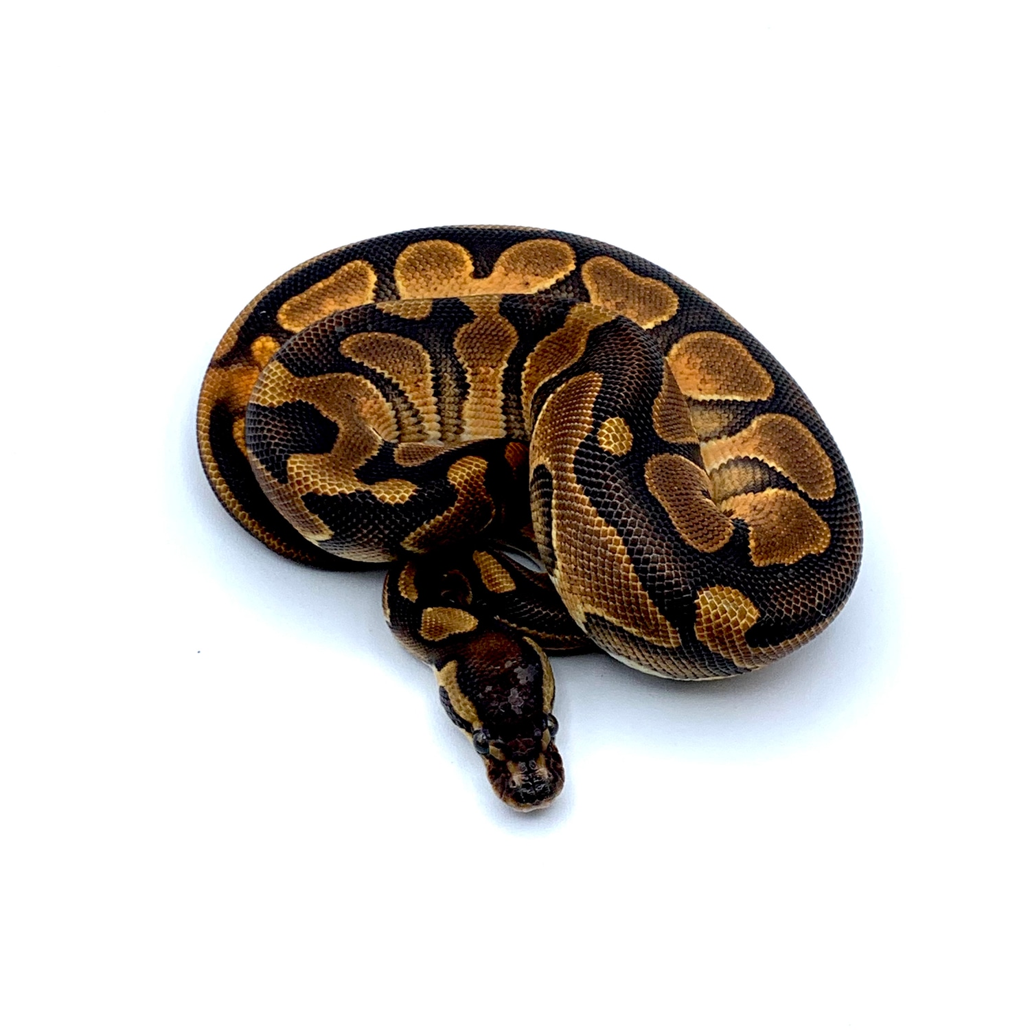 Black Pastel Enchi Het Pied Ball Python by Elegant Anomaly Reptiles ...