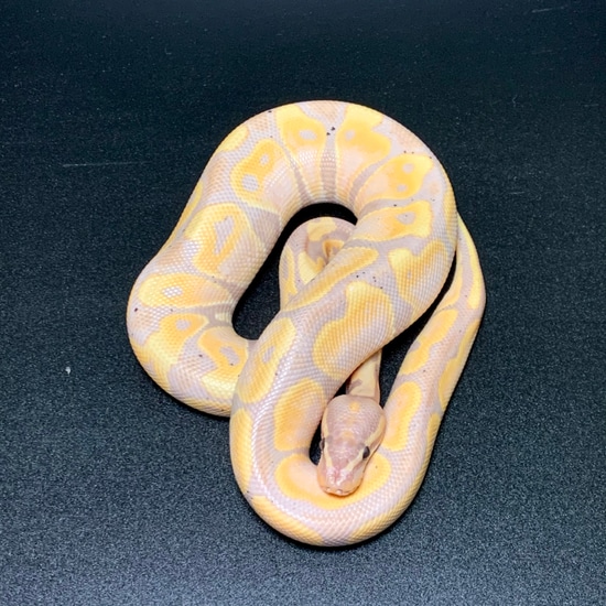 FEMALE MAKER Banana Sugar 50% Het Hypo Ball Python by Elegant Anomaly ...