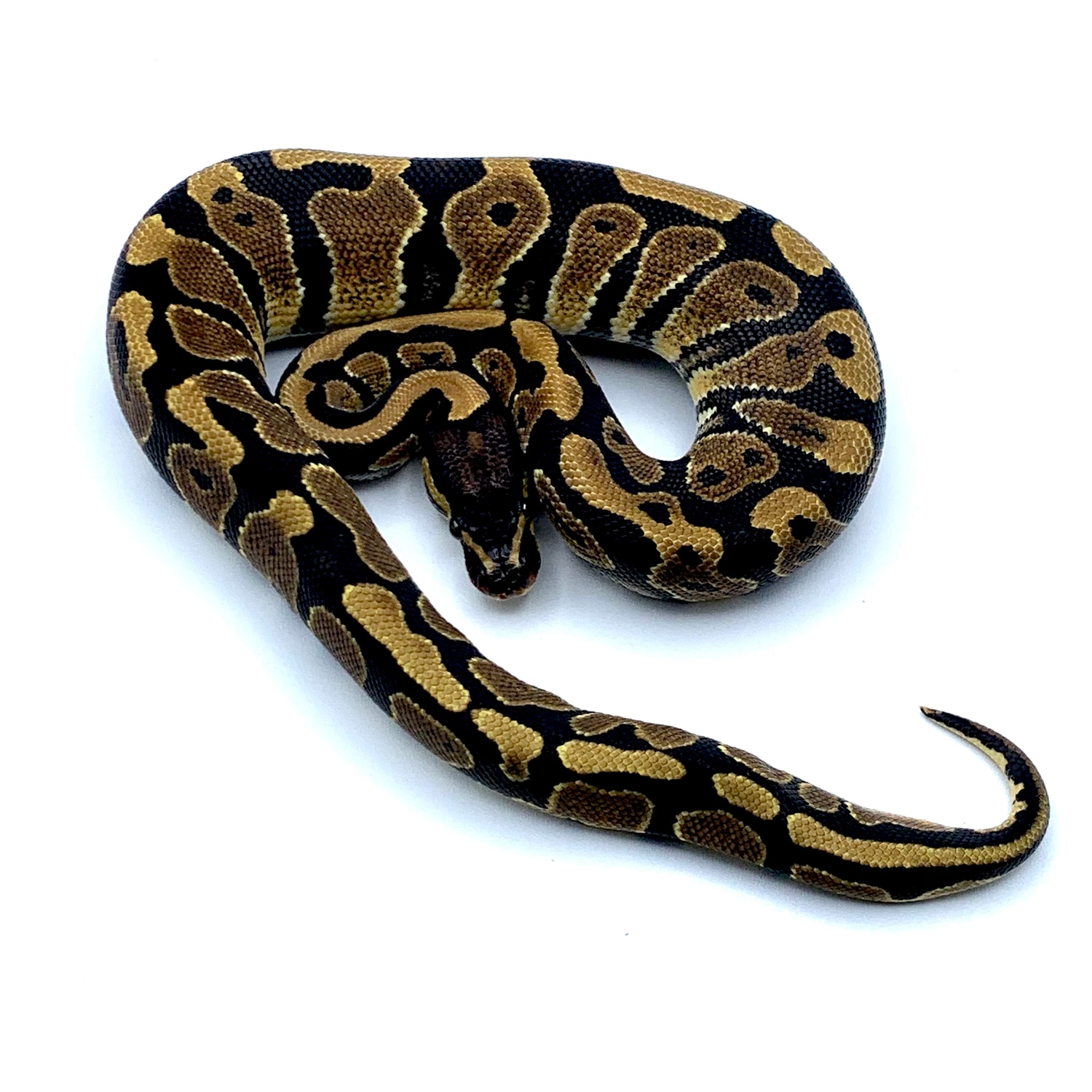 Gravel Het Desert Ghost Ball Python by Elegant Anomaly Reptiles ...