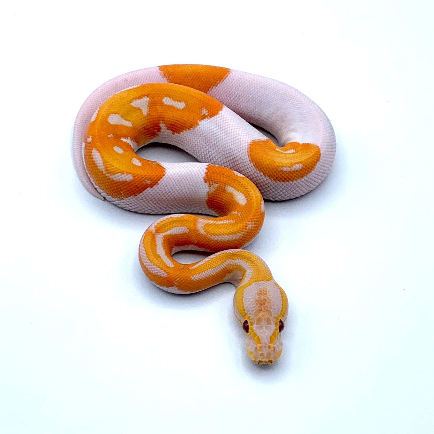 Dreamsicle Ball Python by Elegant Anomaly Reptiles - MorphMarket
