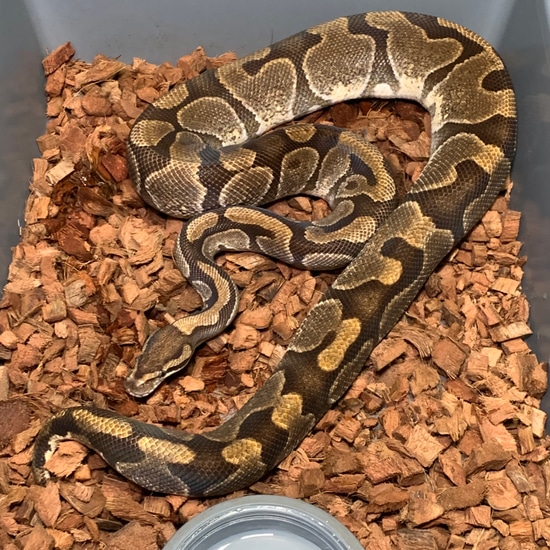 Enchi DH DG Caramel Ball Python by Elegant Anomaly Reptiles