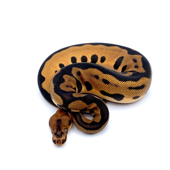 Super Leopard Clown Ball Python by Elegant Anomaly Reptiles