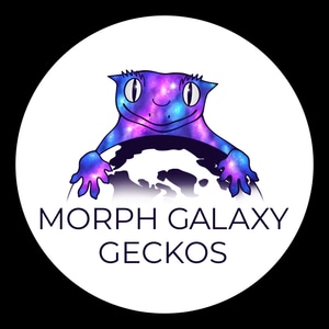 Morph Galaxy Geckos - MorphMarket