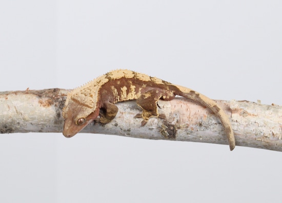 Red Harlequin Soft Scale Crested Gecko by Morph Galaxy Geckos