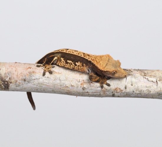 Tangerine Pinstripe Soft Scale Crested Gecko by Morph Galaxy Geckos