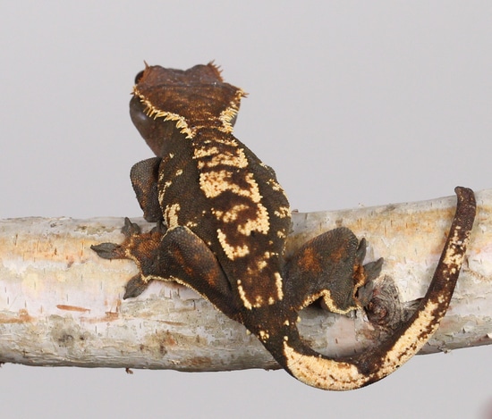 Super Soft Scale Dark Harlequin Crested Gecko by Morph Galaxy Geckos