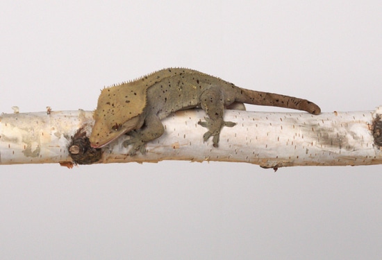 Dalmatian Crested Gecko by Morph Galaxy Geckos