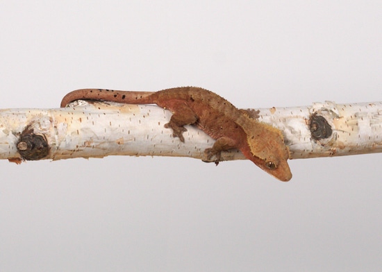 Red Dalmatian Crested Gecko by Morph Galaxy Geckos