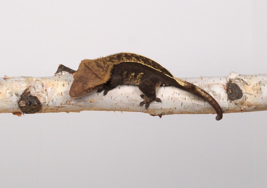 Pinstripe 50% HET Axanthic Crested Gecko by Morph Galaxy Geckos