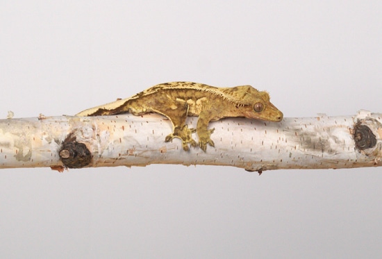 Cream EB Quad Stripe Crested Gecko by Morph Galaxy Geckos