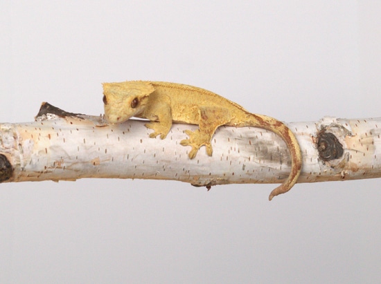 Phantom Cream Crested Gecko by Morph Galaxy Geckos