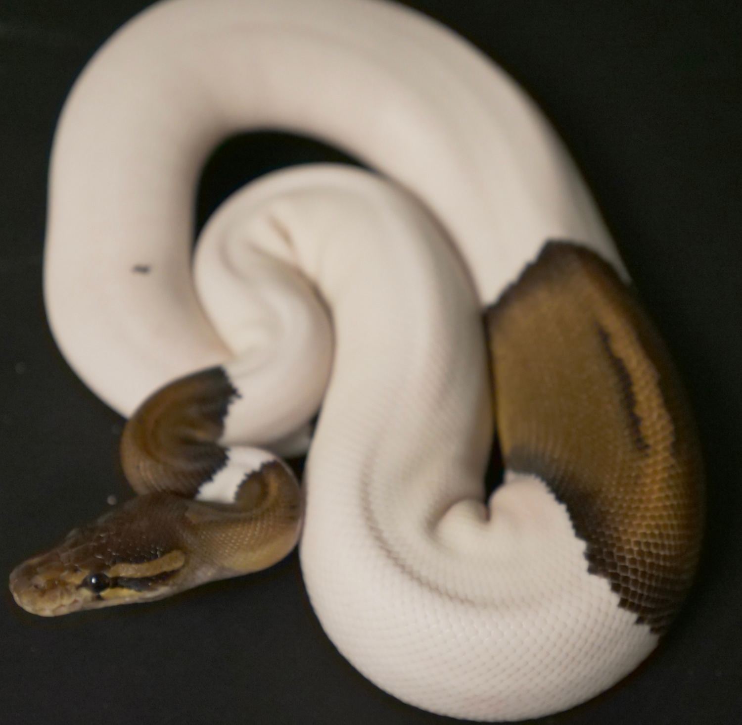Black Pastel Pied Ball Python by Elev8ted.Morphs - MorphMarket