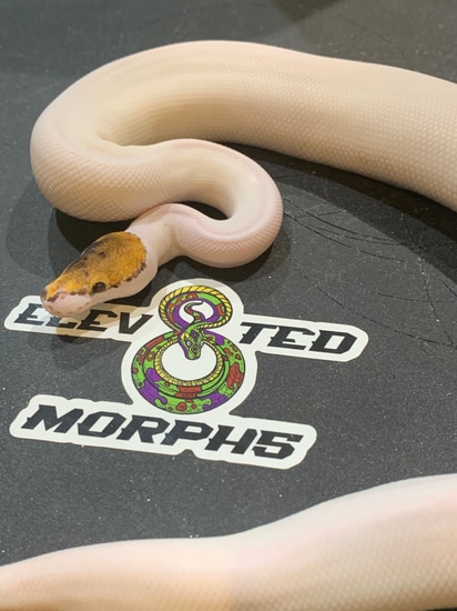 Russo Pied *sale Ball Python by Elev8ted.Morphs