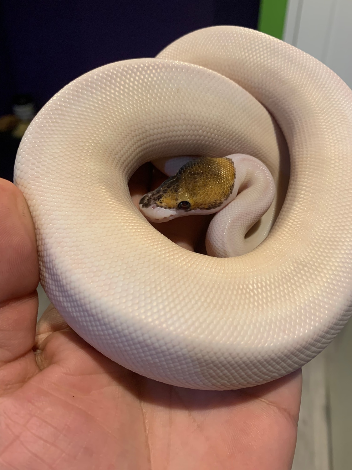 Russo Pied Ball Python by Elev8ted.Morphs - MorphMarket
