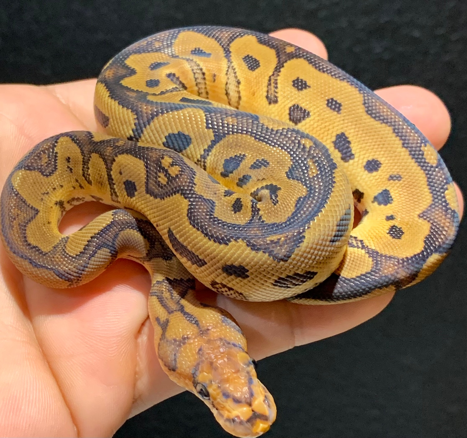 Red Stripe Clown Ball Python by Elev8ted.Morphs - MorphMarket