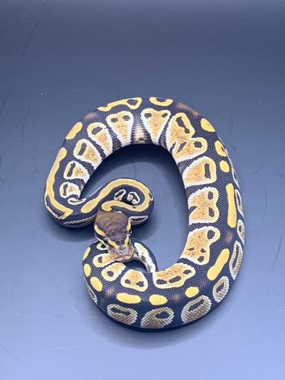 🧩 Cypress 50% Het Puzzle 🧩*sale Ball Python by Elev8ted.Morphs