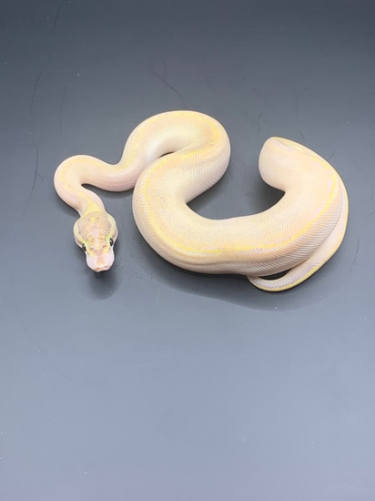 Puma*sale Ball Python by Elev8ted.Morphs