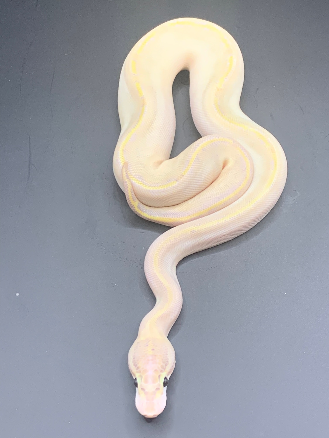Puma Ball Python by Elev8ted.Morphs - MorphMarket